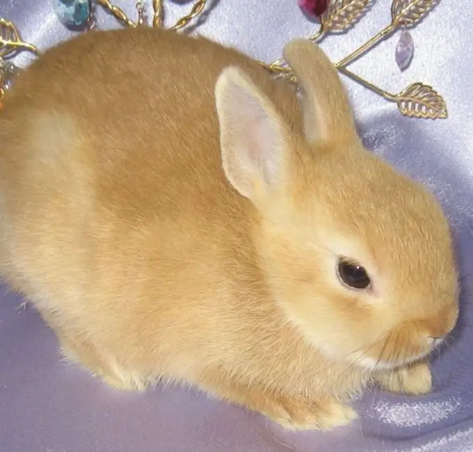 Hoe Om 'n Dekoratiewe Konyn Te Onderskei | Wilde diere 2023